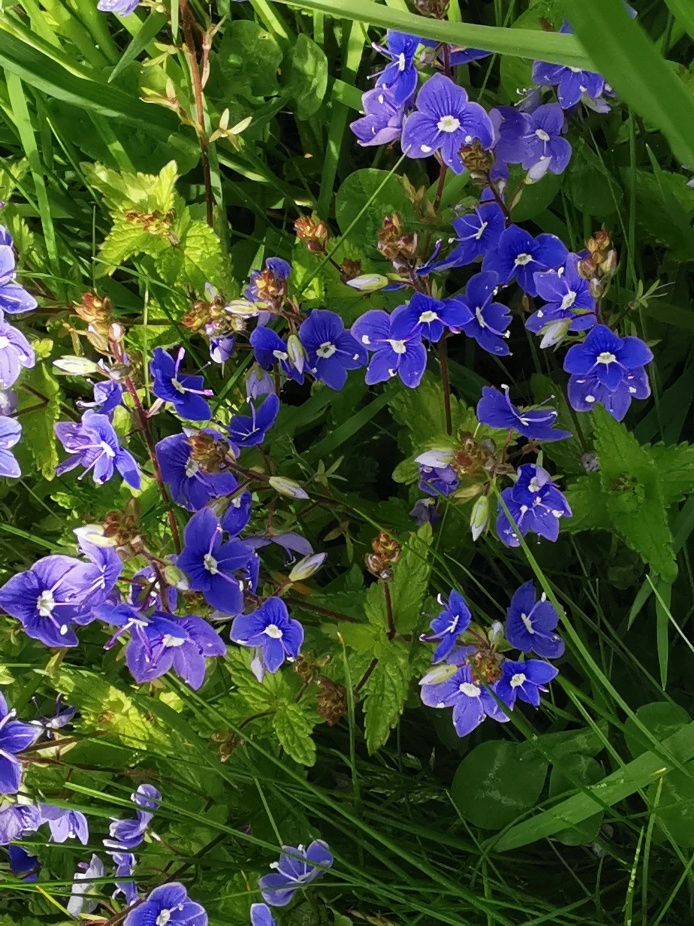 Flora selvatica – Inchiostroneroweb