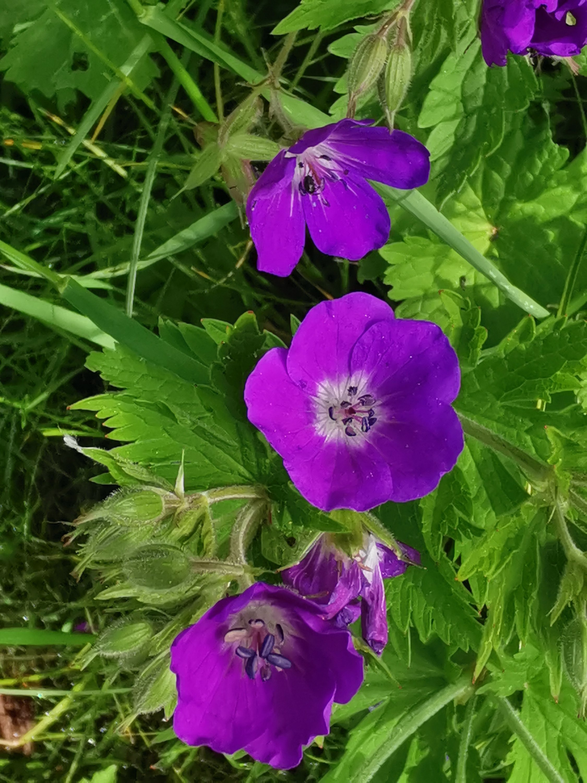 Flora selvatica – Inchiostroneroweb