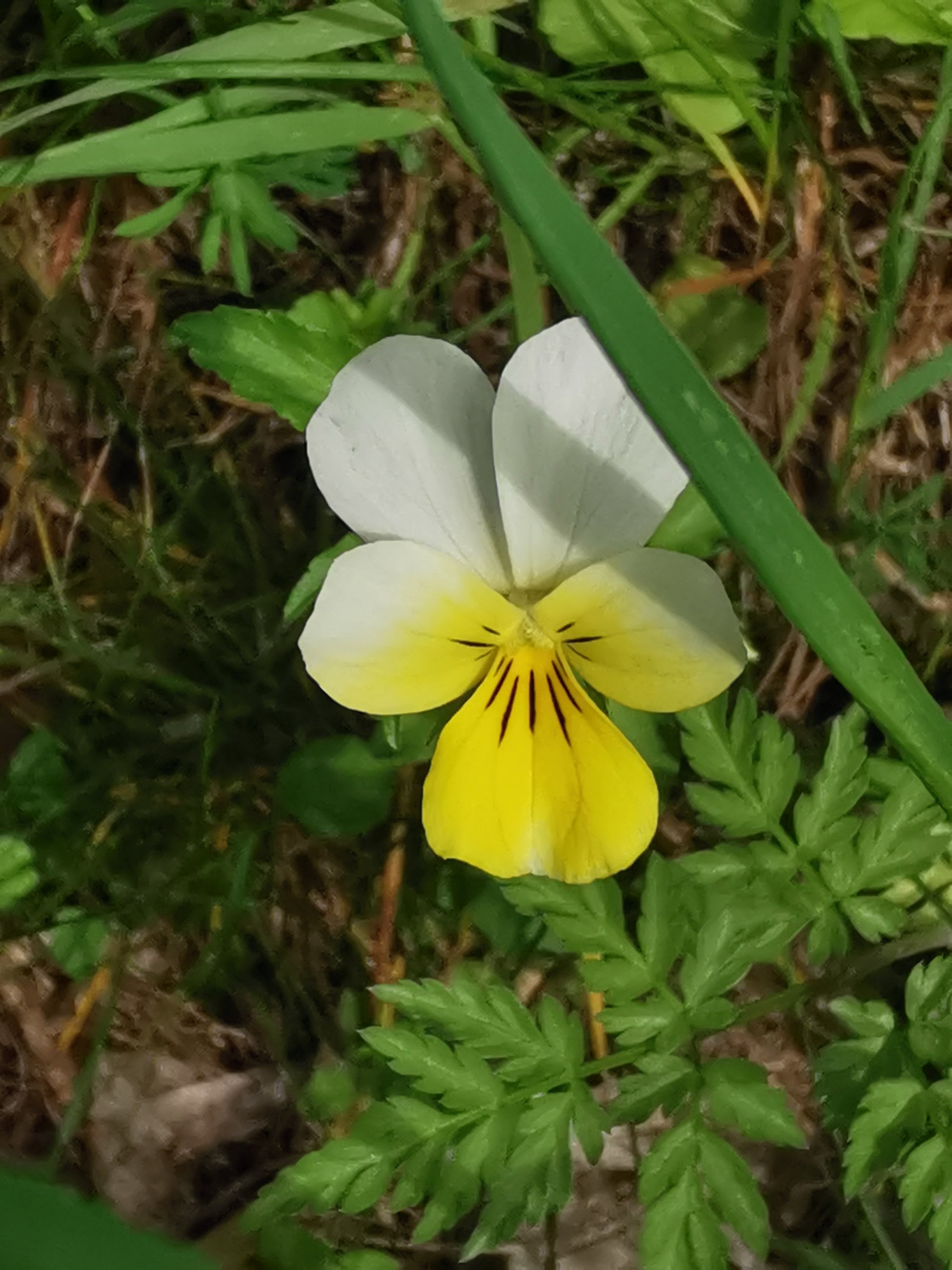 Flora selvatica – Inchiostroneroweb