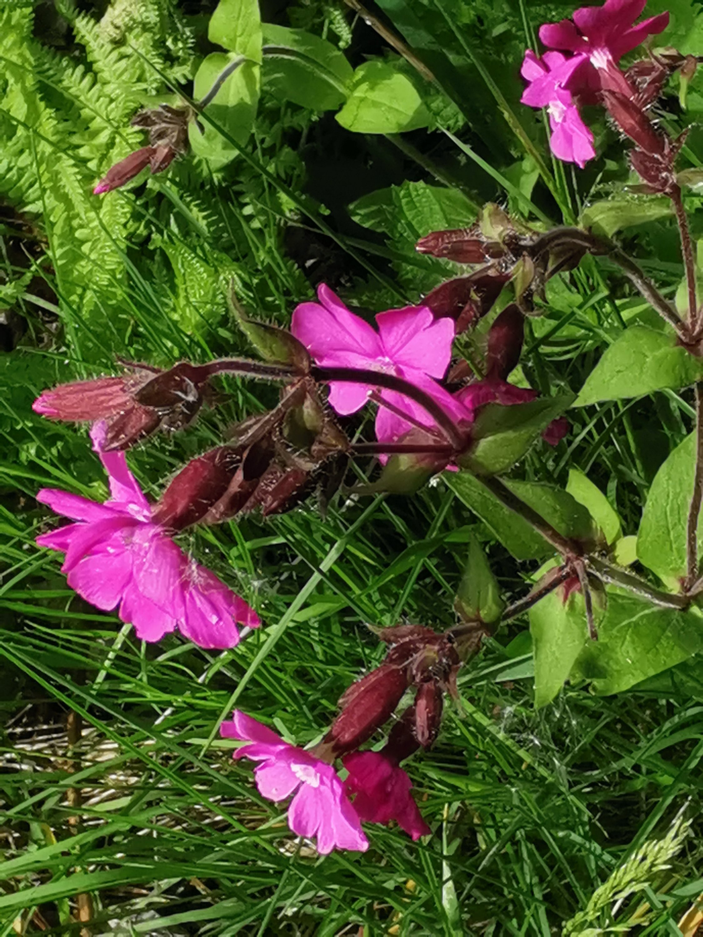 Flora selvatica – Inchiostroneroweb