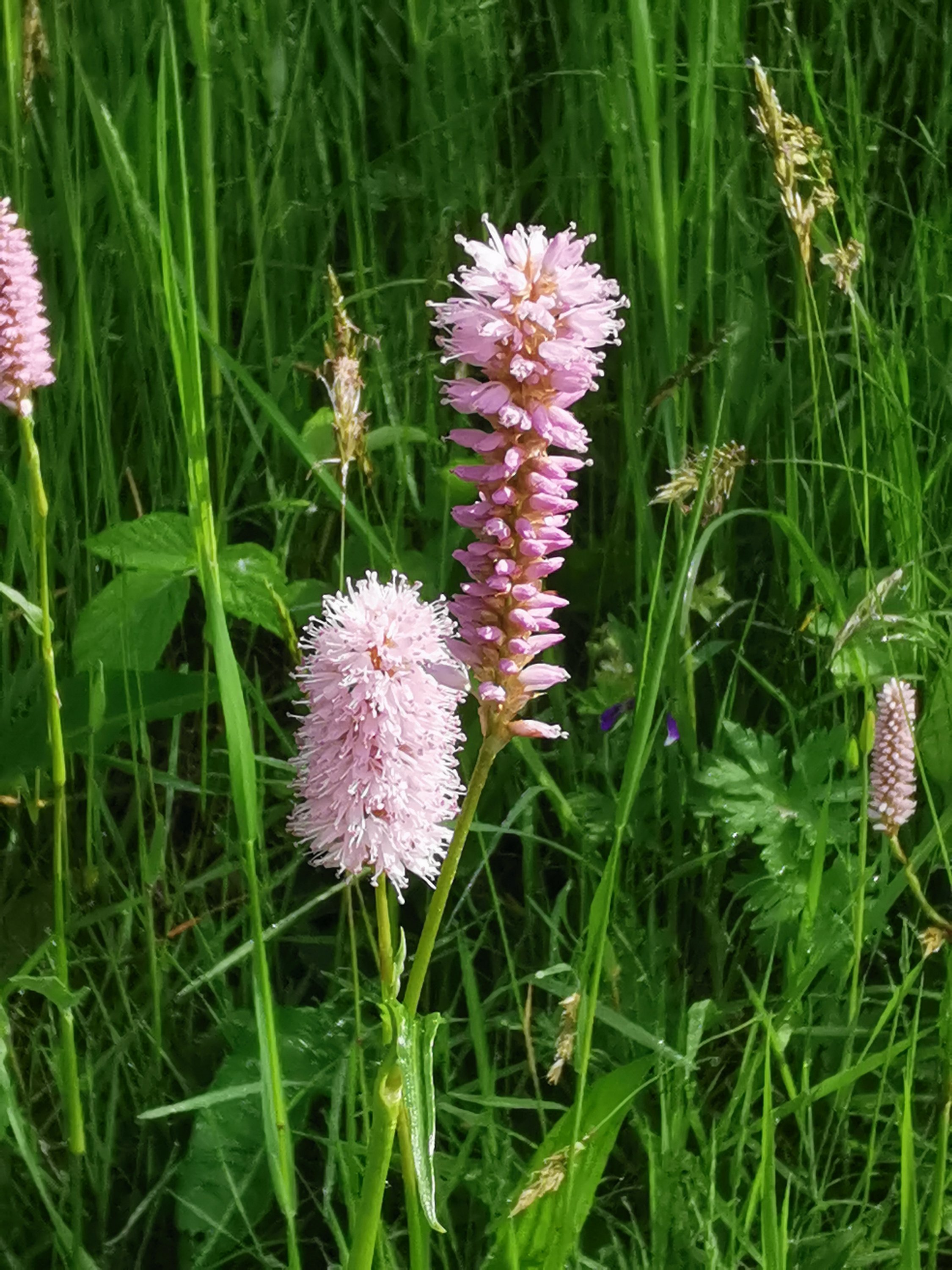 Flora selvatica – Inchiostroneroweb