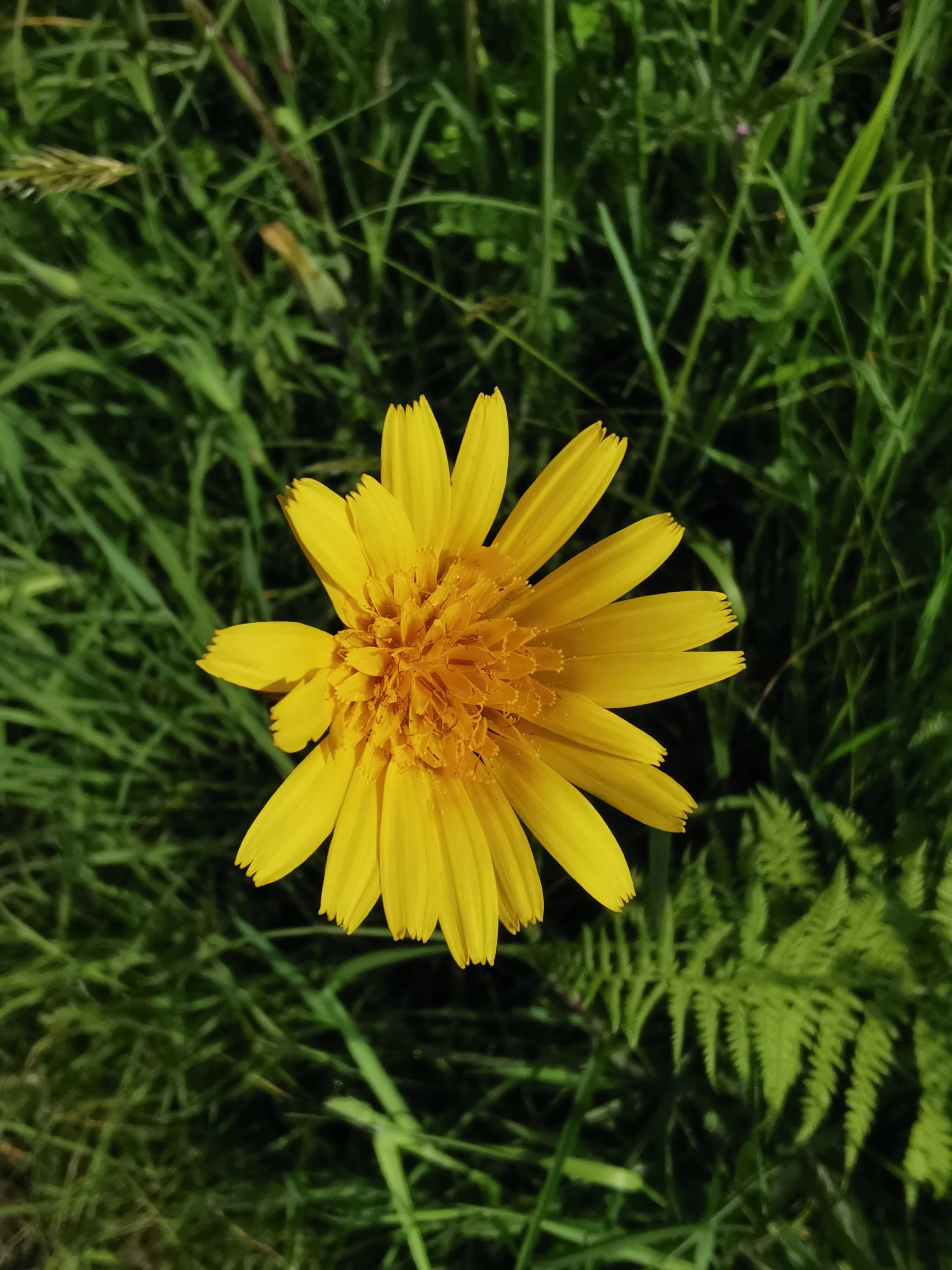 Flora selvatica – Inchiostroneroweb