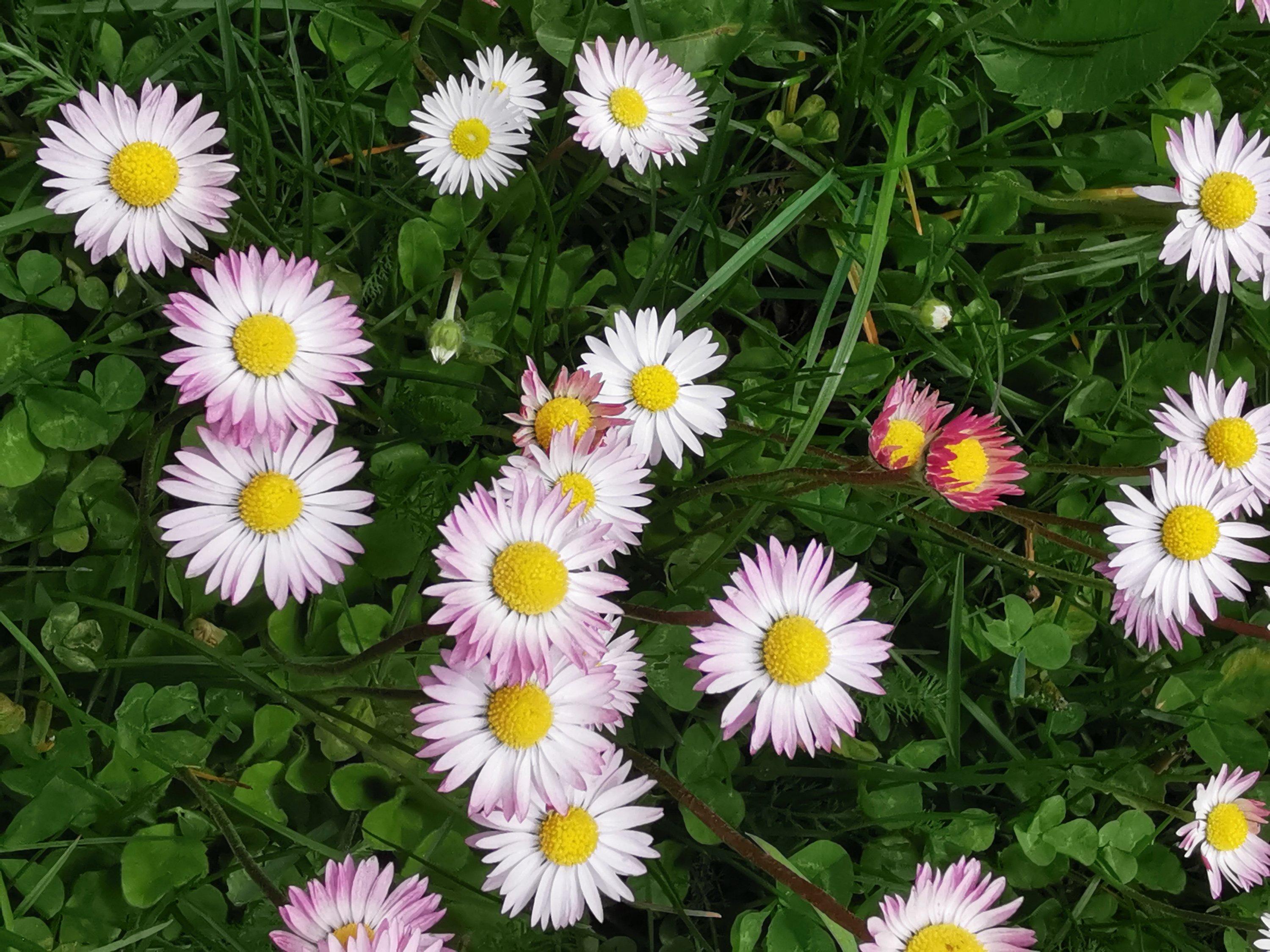 Flora selvatica – Inchiostroneroweb