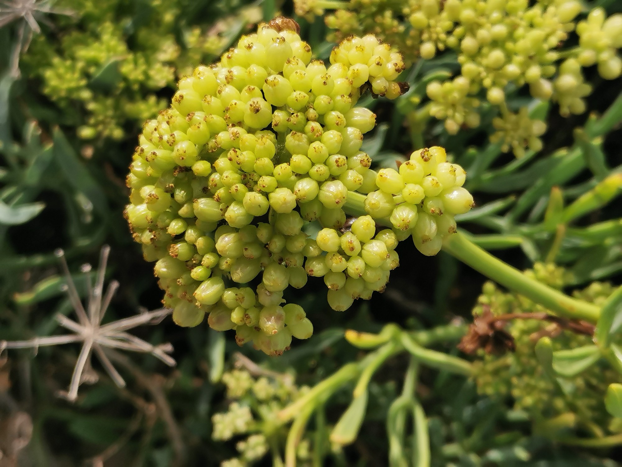 Altre piante salentine – Inchiostroneroweb