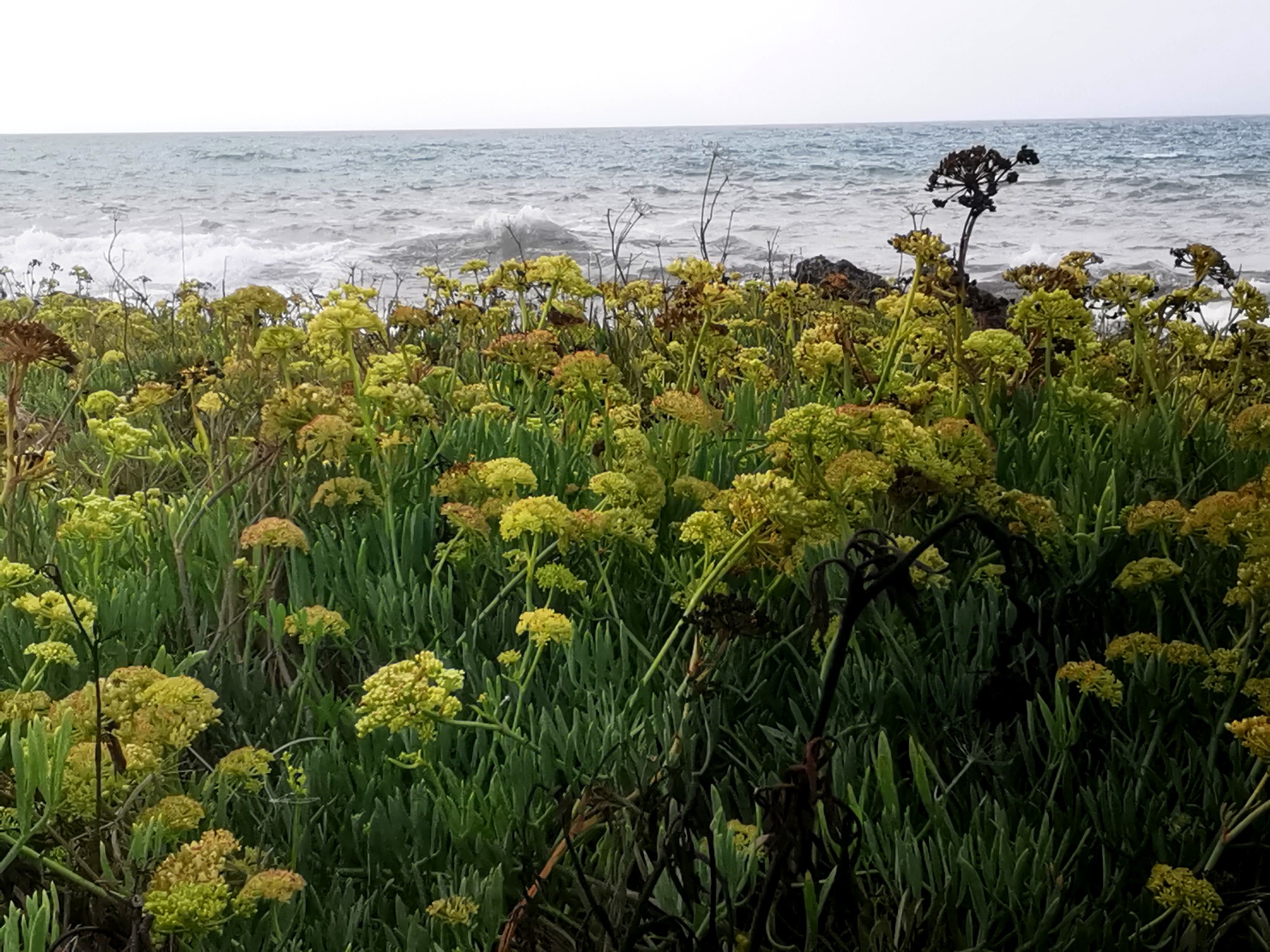 Altre piante salentine – Inchiostroneroweb